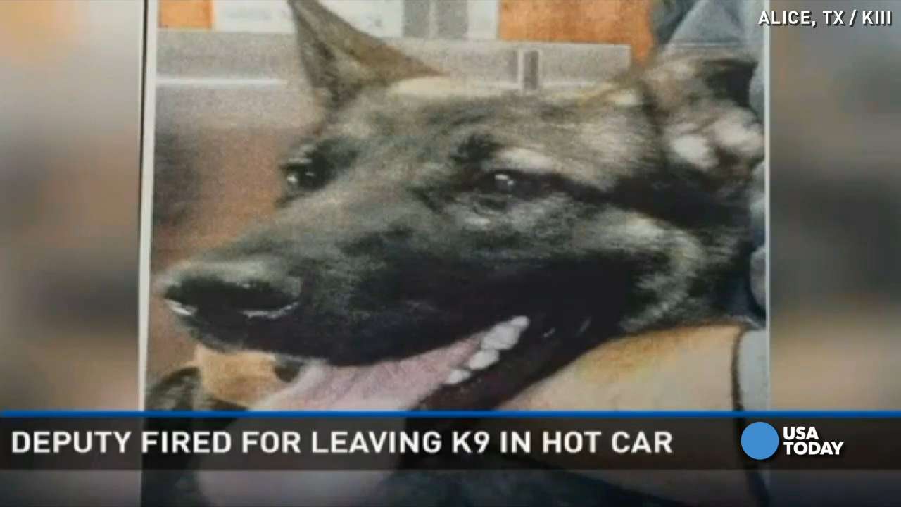 Deputy fired after K9 dies in hot patrol car Deputy fired after K9 dies in hot patrol car